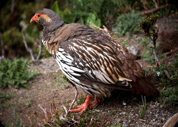 鹑族 Perdicini 蓝色动物学（中国动物学科普）